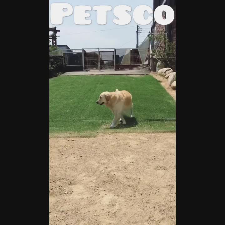 부산펫택시 펫스코 Petsco 골든리트리버 리오 김해 애견수영장 개리비안비치(부산경남애견펫택시) : 네이버 블로그