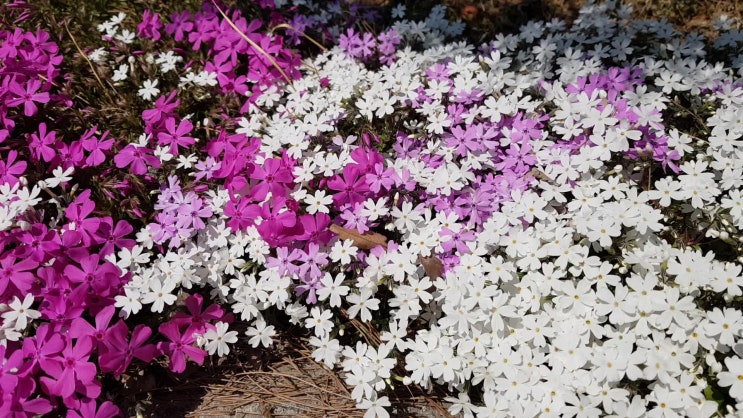 꽃잔디.Phlox subulata.땅패랭이꽃, 지면패랭이.지면패랭이꽃. : 네이버 블로그