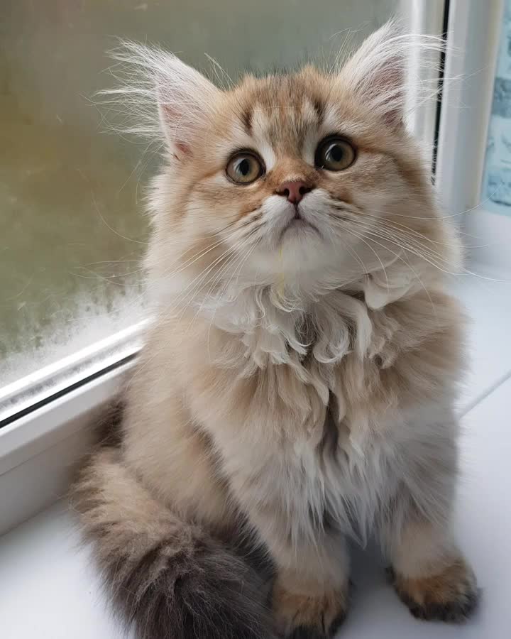 브리티쉬롱헤어 ny11. 암컷 2020.5월 12일생.수입고야이.좋은 가족을 기다리구 있어요 🤗😻😘 01041025732 : 네이버 블로그