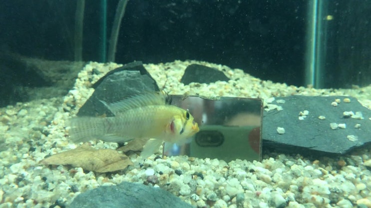 Apistogramma norberti wild : 네이버 블로그