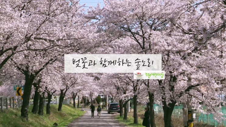 장애아전문 녹원어린이집 숲놀이 하는 날~신나는 벚꽃놀이 특수교육기관 자연과 함께 하는 생태수업 네이버 블로그