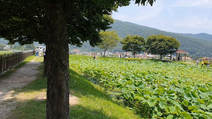 경남고성 상리연꽃공원과 그레이스정원 네이버 블로그