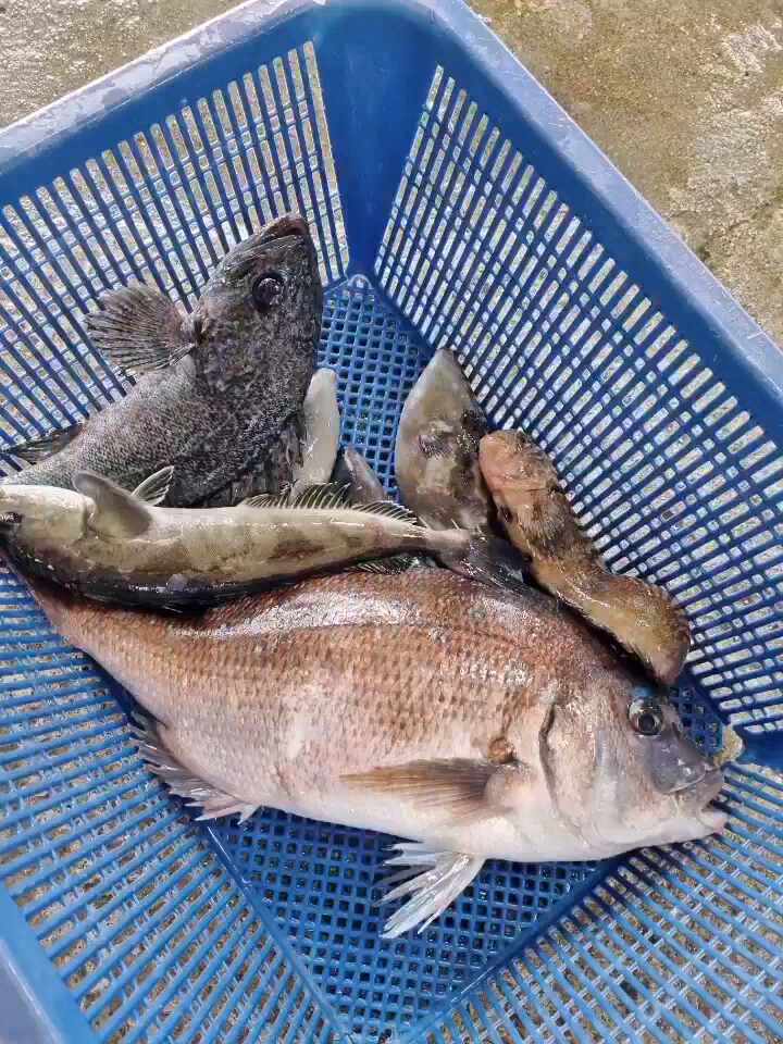 강릉 맛집 바다 보며 맛있는 회와 소주 한잔 주문진방파제회센터 25번 네이버 블로그