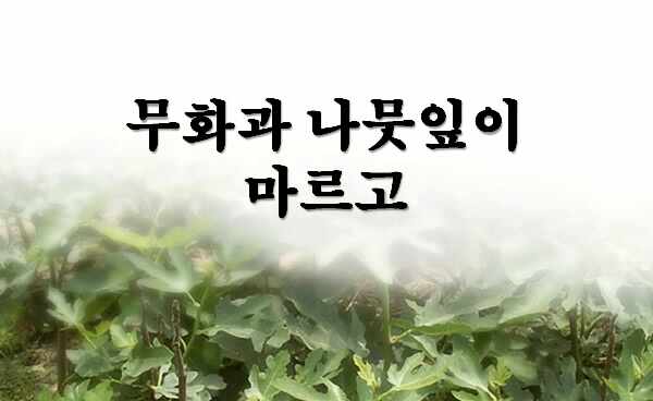 누가복음73열매 맺지 못하는 무화과나무 비유이에 비유로 말씀하시되 한 사람이 포도원에 무화과나무를 심은 것이 있더니 와서 그