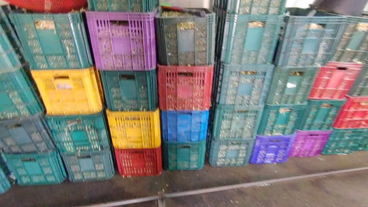 주에코컴퍼니 콩나물공장 폐기물쓰레기 두채건조기 설치로 일석 삼조 1800 6074 폐기물건조기계 제조 야채소멸기제조 유기성폐기물건조기생산 네이버 블로그