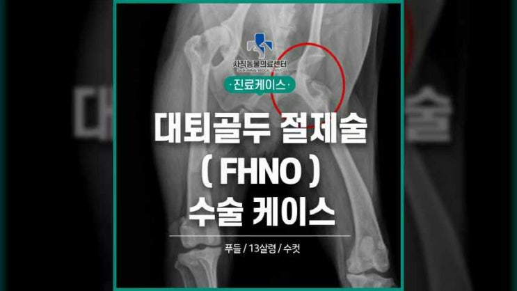 사직동물병원 강아지 뒷다리 절뚝거림,고관절탈구 FHNO수술 : 네이버 블로그