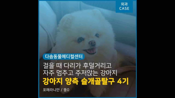 부산강아지슬개골탈구수술잘하는병원 강아지가 걸을 때 다리를 후덜거리고 자꾸 주저 앉아요 강아지 슬개골탈구 4기 수술 후기 다솜