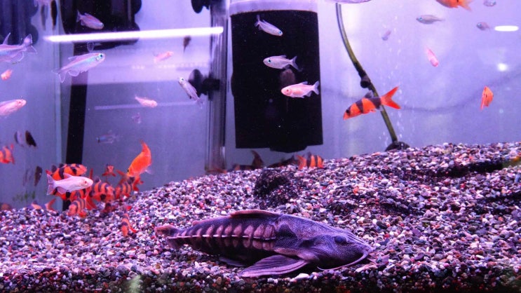 메갈로도라스 (Megalodoras Irwini) : 네이버 블로그