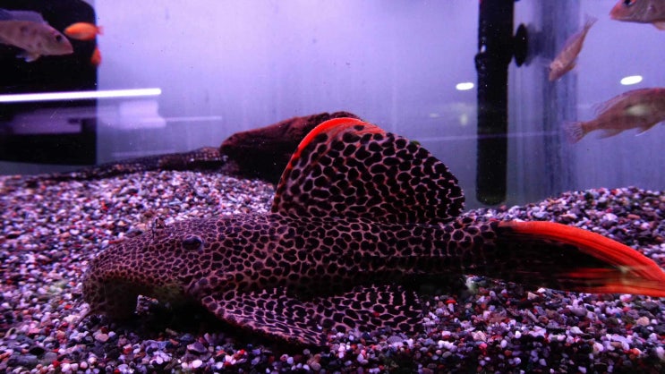 L600 슈다칸티쿠스 레오파두스 플레코 (L600 Pseudacanthicus leopardus) : 네이버 블로그