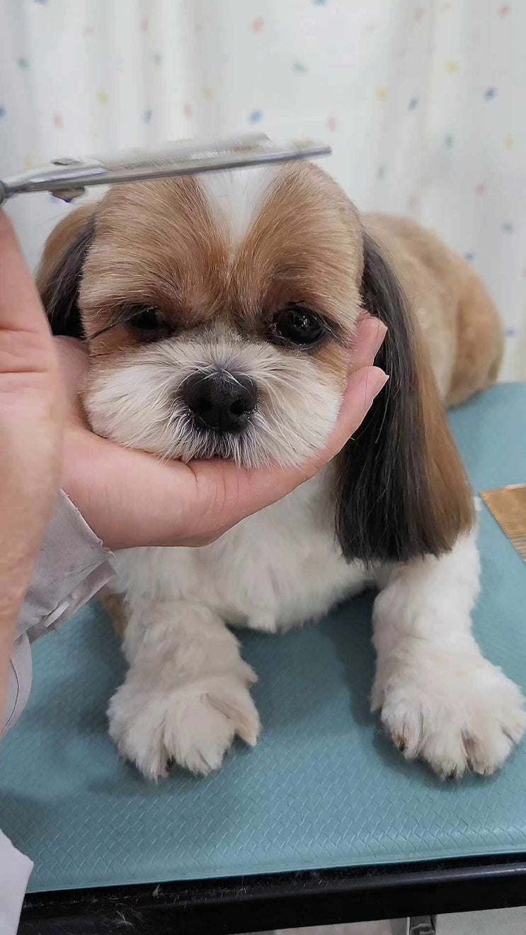 시츄 알머리 미용하기 구디 신대방 신림 봉천 서울대 낙성대 사당 동작 금천 강남 역삼 논현 애견 강아지미용 네이버 블로그