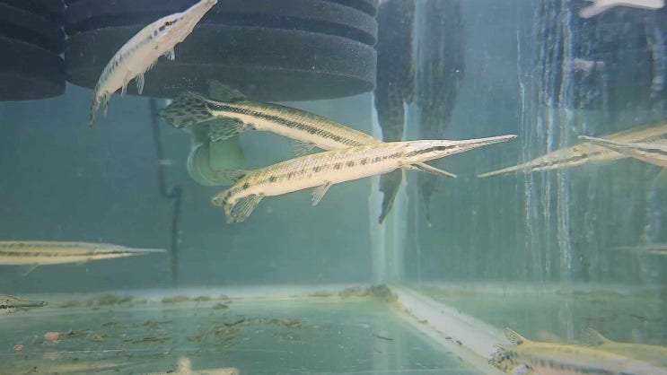 *[구미백경수족관] 스포티드 가아 / 스폿가 [ Lepisosteus oculatus / Spotted gar ] [구미김천 ...