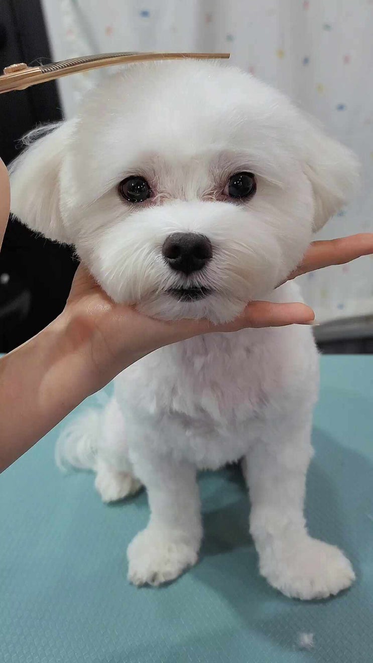 말티즈를 애기로 만드는 베이비컷 미용하기 메모리멍 신대방 신림 신길 구디 신대방삼거리 애견미용 강아지미용잘하는곳 네이버 블로그