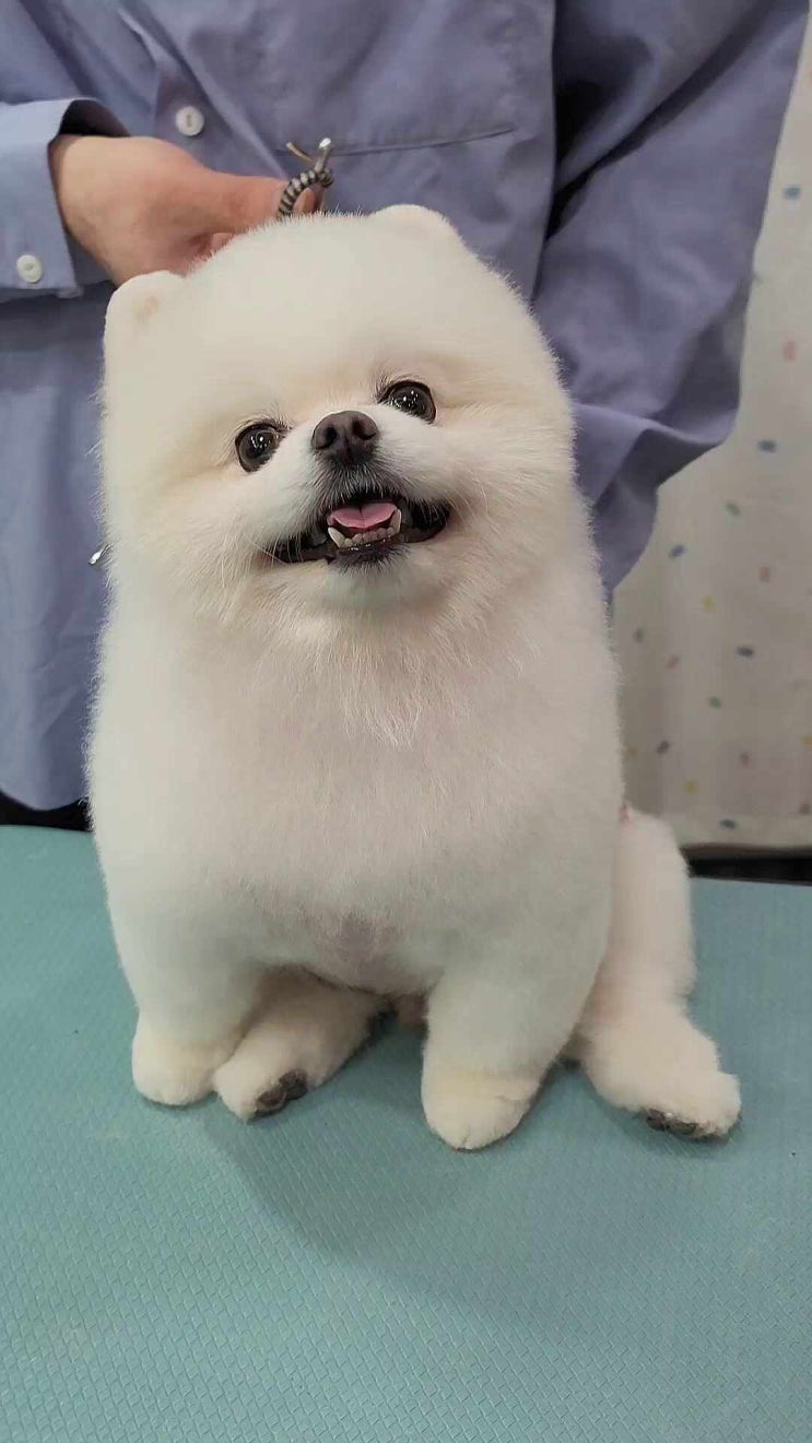 포메라니안 물개컷 과 곰돌이컷콜라보 미용 메모리멍 신림 신대방 구디 금천 동작 이수 사당 서울대 독산 애견미용 네이버 블로그