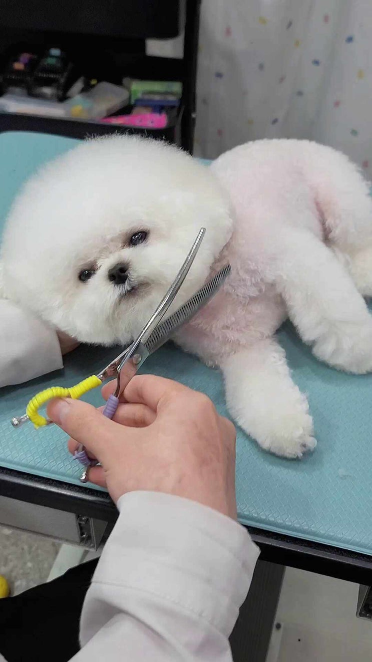 비숑프리제 첫미용은 신중하게 알아보세요 꼭 전문샵으로 메모리멍 신대방애견 신림애견 신대방애견미용 구디애견 사당애견 금천애견