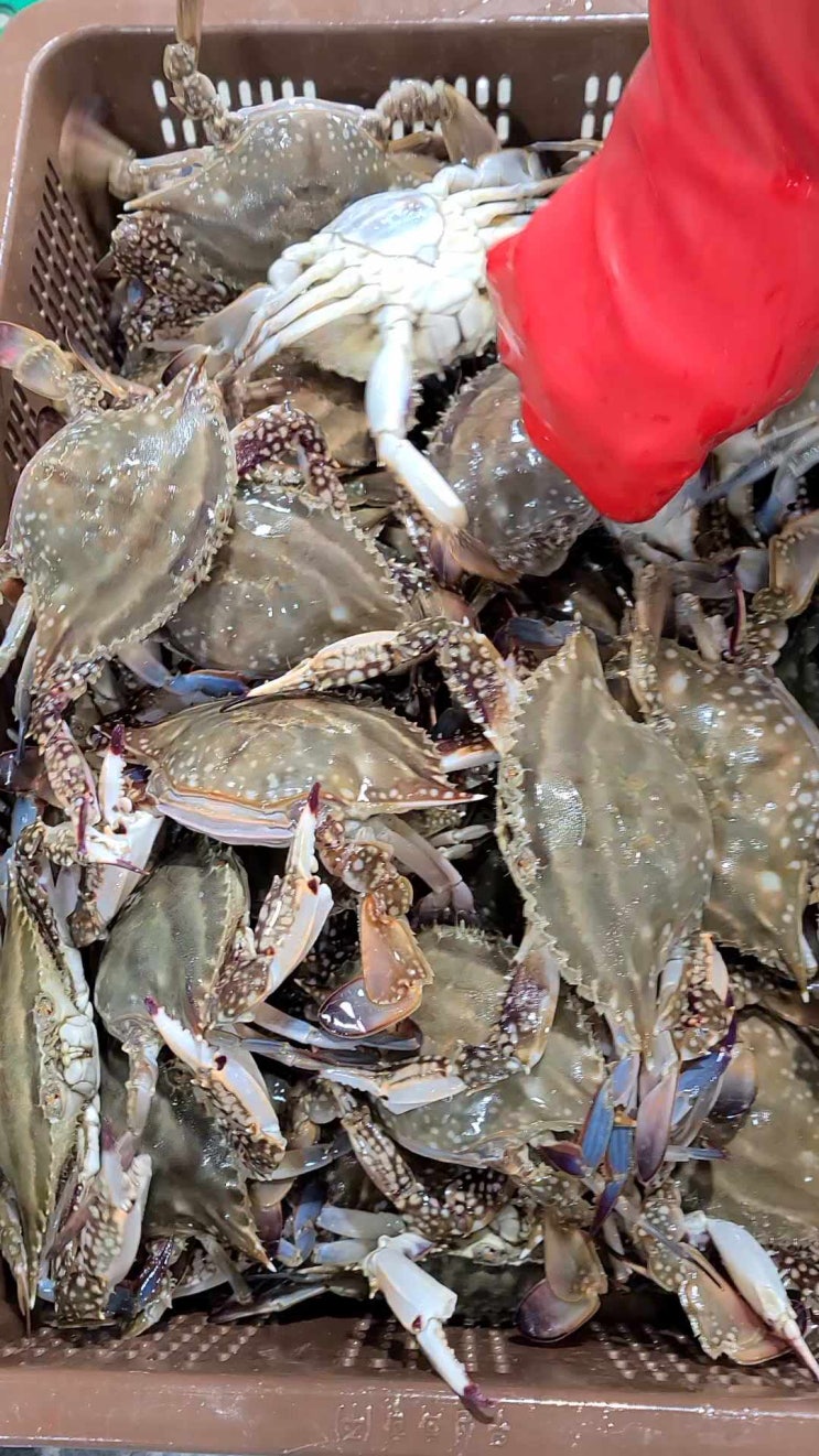 5월 6일 안양 평촌 농수산물도매시장 부천 꽃게 활새우 대게 가격 시세 네이버 블로그