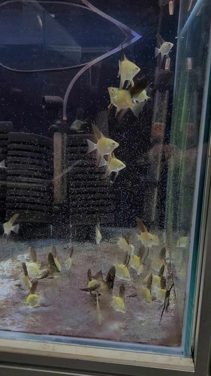 불가리안 실포인트 엔젤(Bulgarian seal point angel)분양합니다. : 네이버 블로그