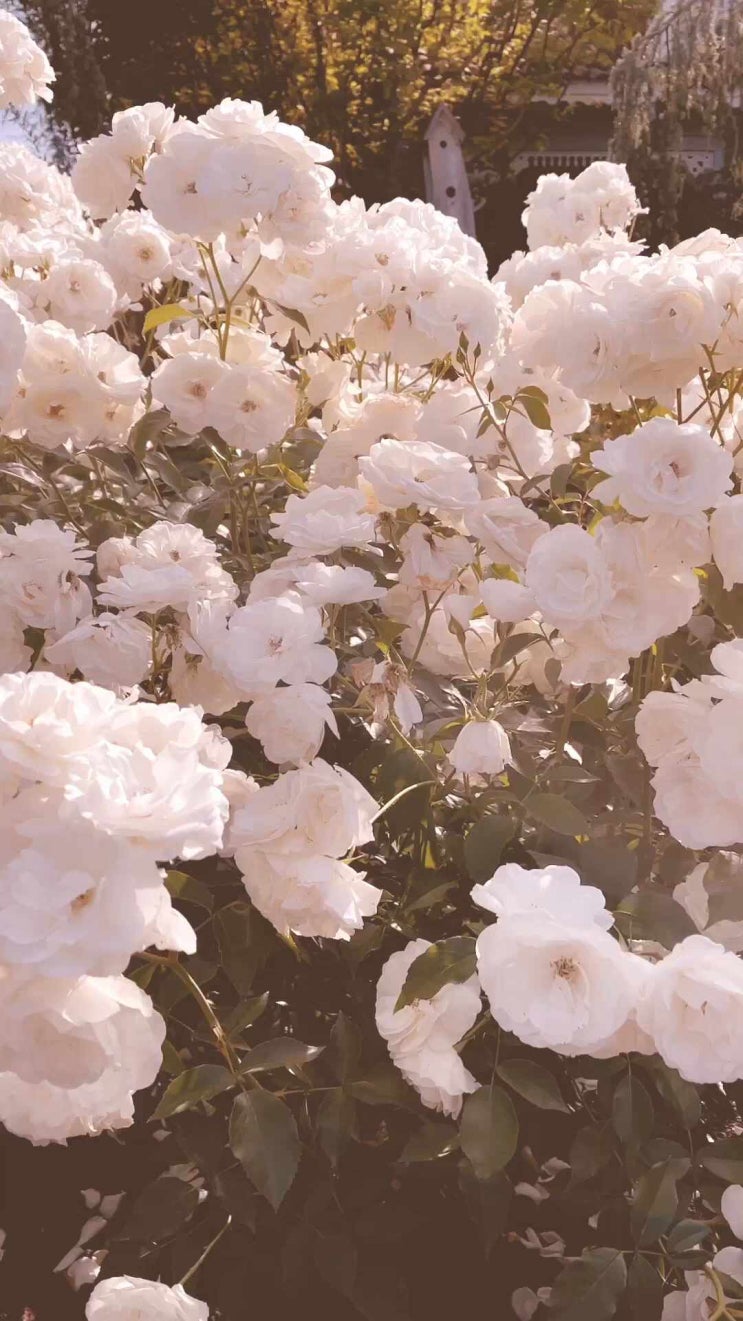 Part of DE Instant Designer Collection / DEW340 - Whisper : 네이버 블로그