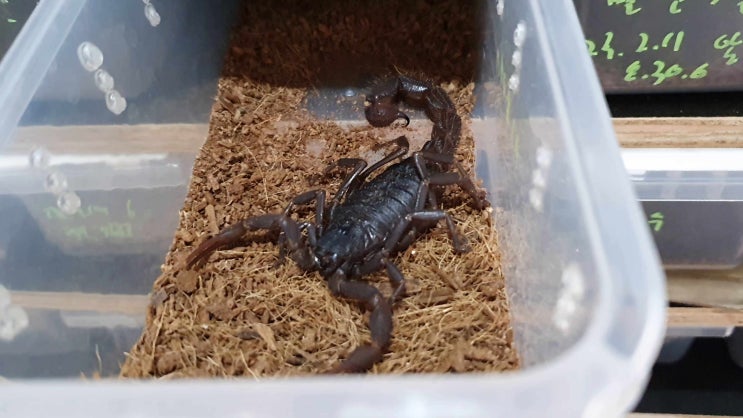 빌로서스 블랙 (Parabuthus villosus black) 슈퍼밀웜 피딩 : 네이버 블로그