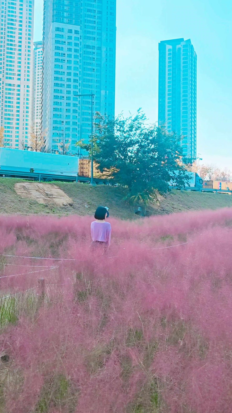대전 핑크뮬리 하천생태공원 신탄진 금강로하스산호빛공원 가을나들이 데이트코스로 딱 네이버 블로그