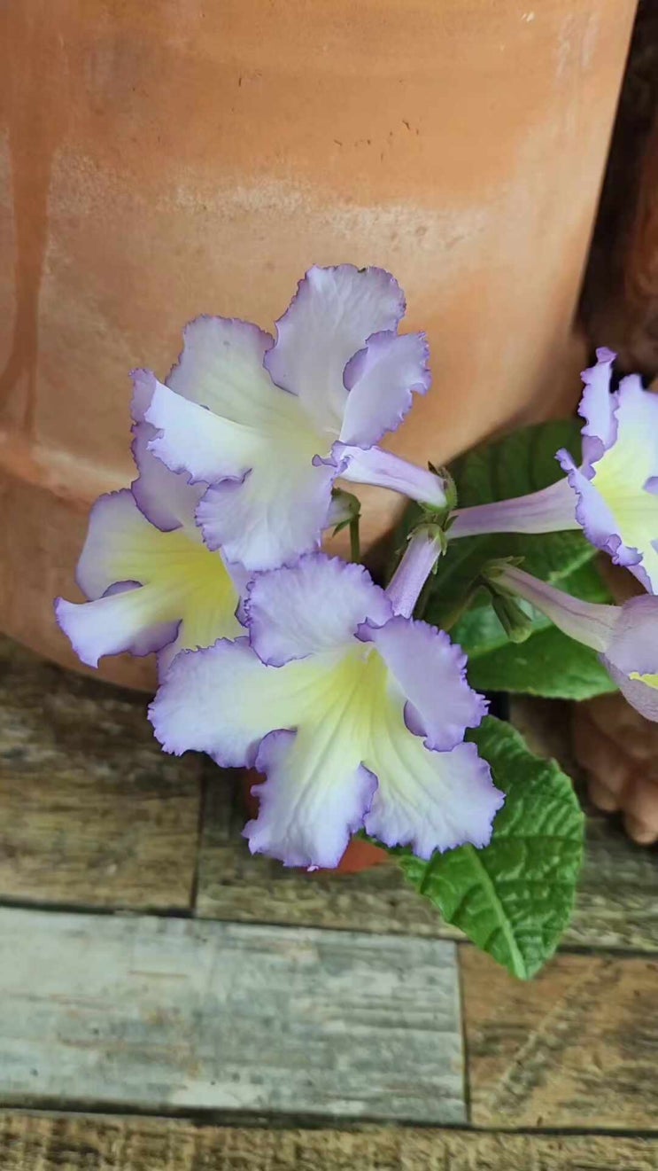 OD-게셰프트 (Gesheft) : 네이버 블로그