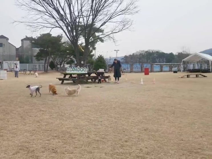 파주애견카페 천연잔디가 드넓은 운동장 글램독그라운드 네이버 블로그