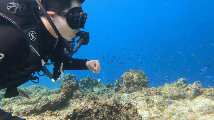 일대일 체험다이빙! One-on-one experience diving! Moalboal lion dive centre ...