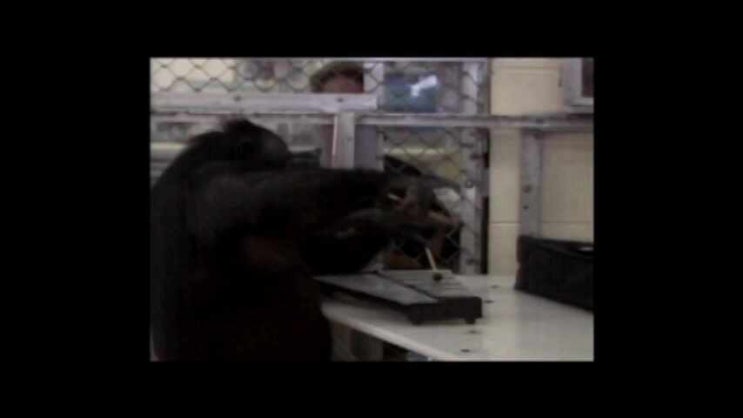 TED│수잔 세비지 룸바흐, 그녀와 보노보 (Susan Savage-Rumbaugh - The gentle genius of ...