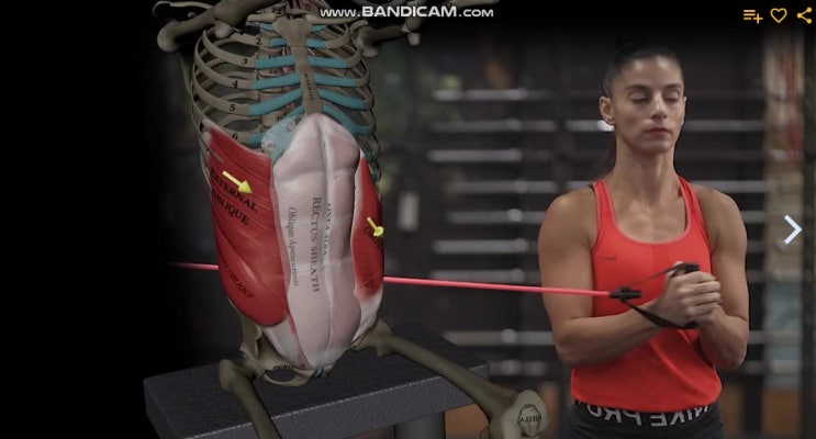 Trunk horizontal rotations(몸통 수평회전 운동) : 네이버 블로그