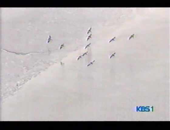 KBS1 id영상 2009년 2월 22일 재두루미 : 네이버 블로그