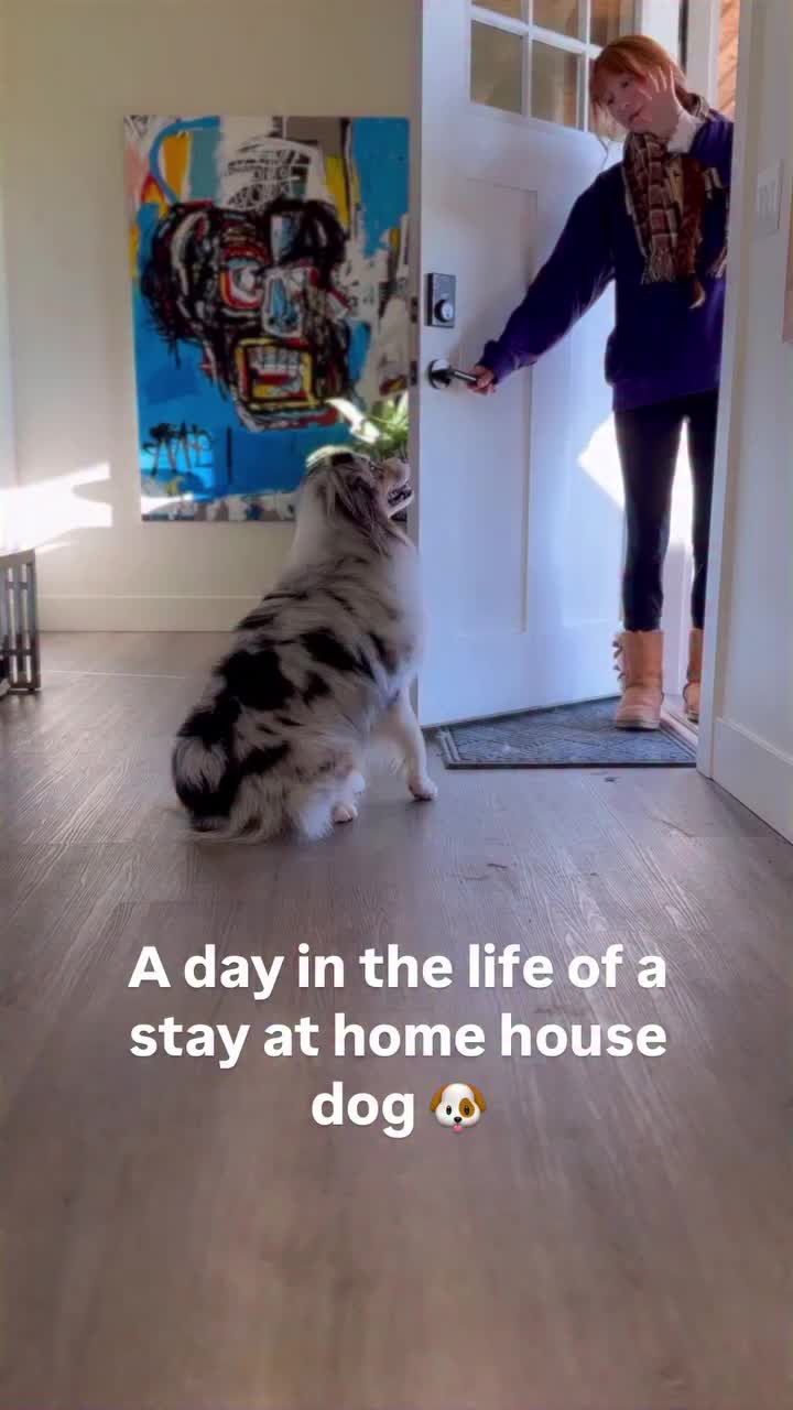 진짜 개집사 : 네이버 블로그