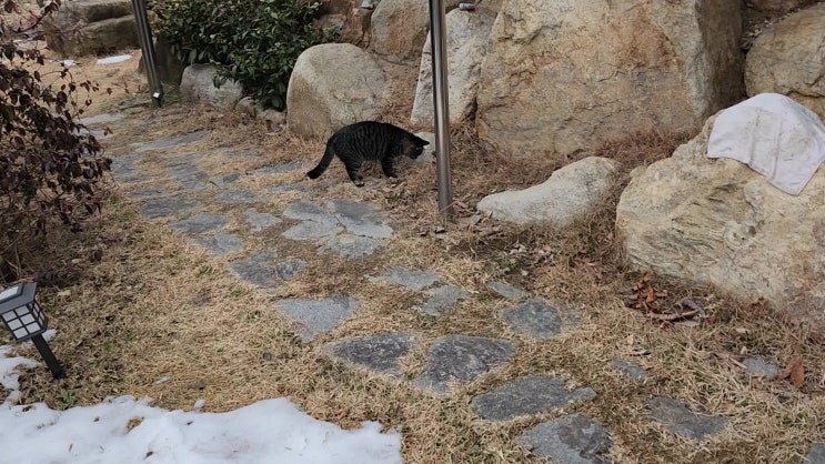 우리 냥이 가 밥값 했다/ My cat paid for the meal : 네이버 블로그