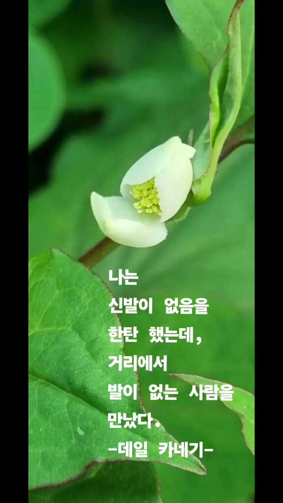 어성초 : 네이버 블로그