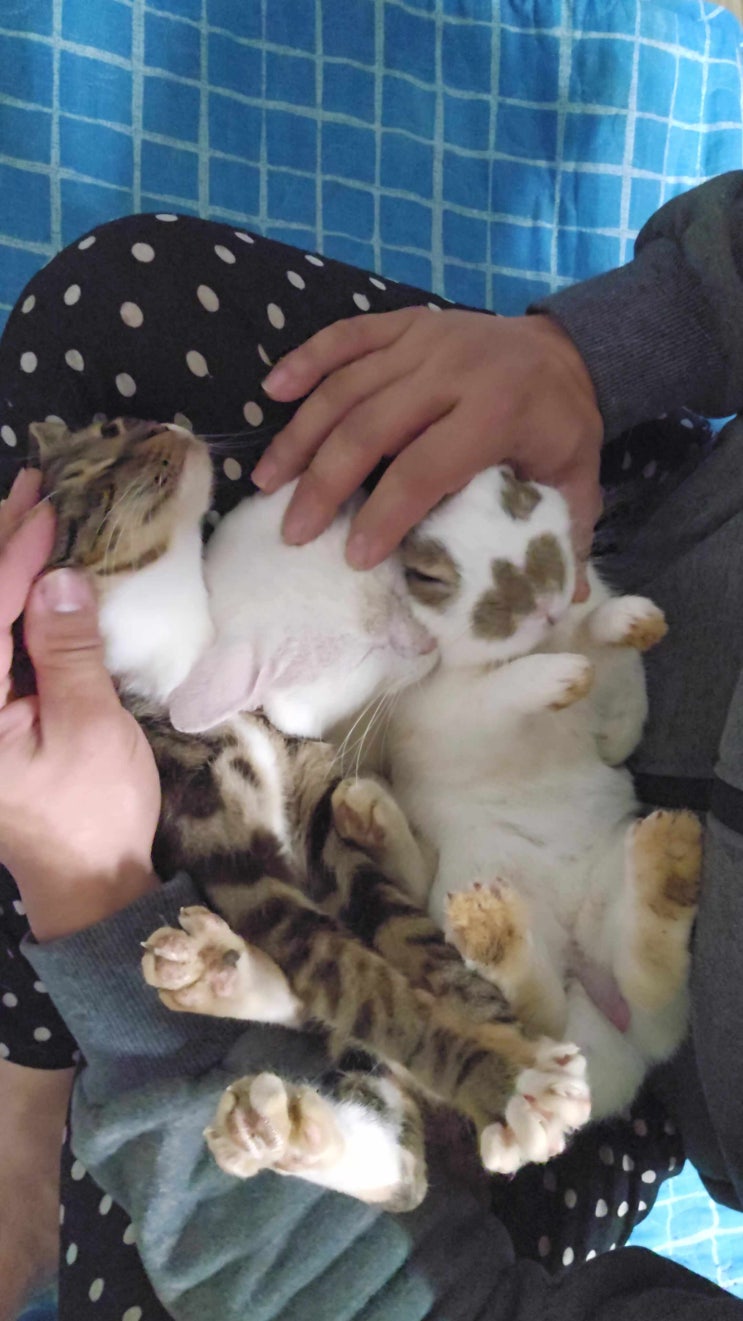 🍇 “아이들이 세상 행복해한 하루, 대부도포도따기체험 진짜 최고였어요!”대부도체험 · 대부도포도 · 대부도포도따기체험 1등 추천 ...