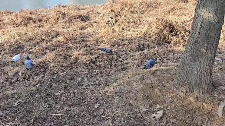 애걸하는 비둘기 수컷 : 네이버 블로그