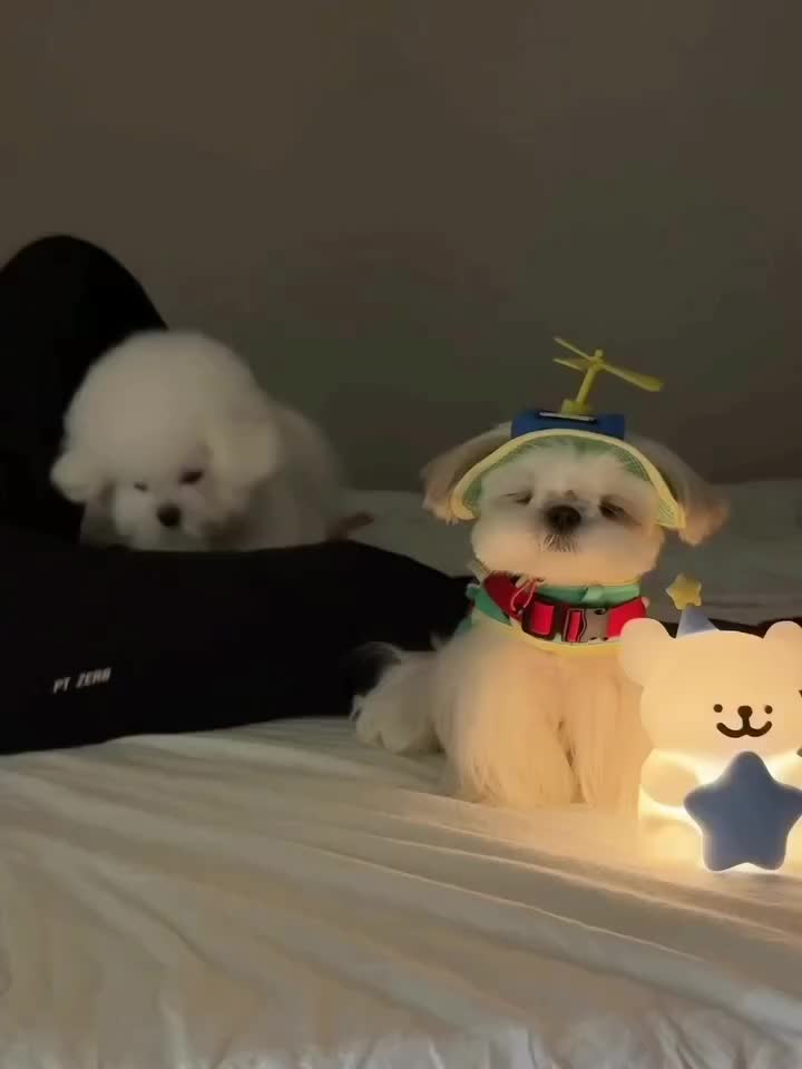 ENTP와 ISFJ 댕댕이들 : 네이버 블로그