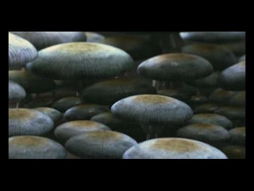 THX 인트로 트레일러 - Amazing Life : 네이버 블로그