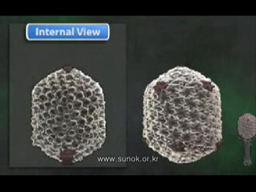 박테리오파지 Bacteriophage 박테리오파지의 분포와 분리 종류 모양과 크기 유전물질 독성과 용원 유전물질 바이러스 곰팡이