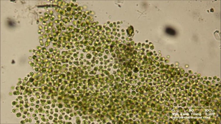 Asterococcus 추정.. : 네이버 블로그