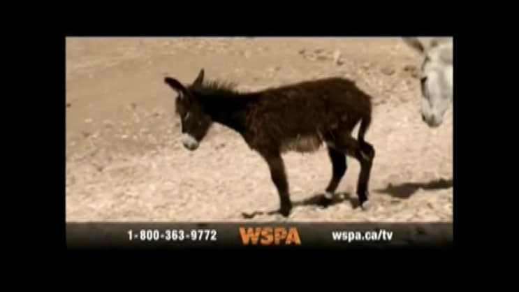WSPA - Baby animals commercial [세계동물보호협회 WSPA (World Society for the ...