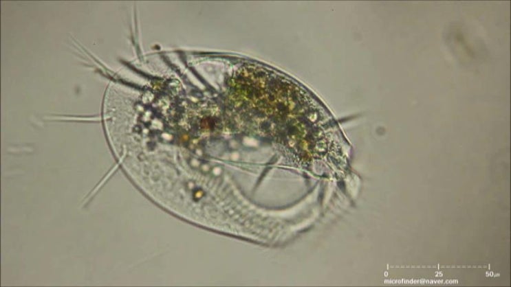 섬모충문(Ciliophora) 선모강(Spirotrichea) Euplotes : 네이버 블로그