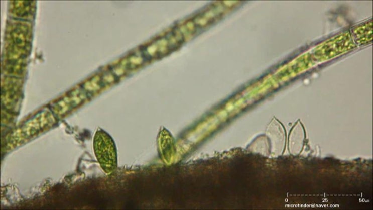 Colacium?? : 네이버 블로그