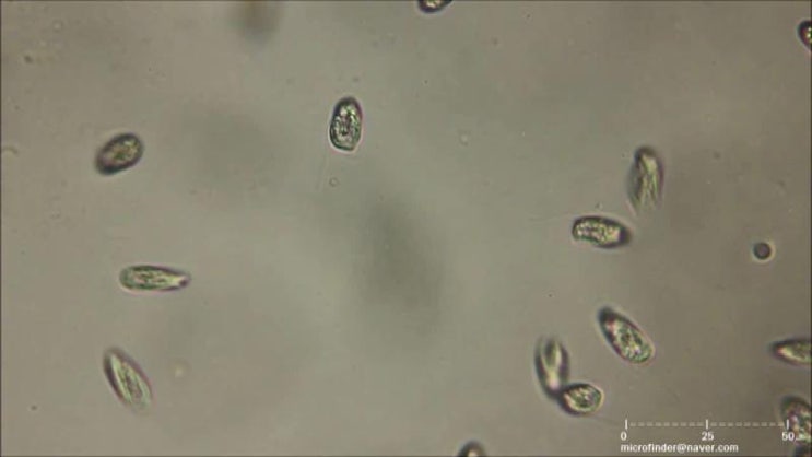 갈색편모조류(Cryptophyceae).. Chilomonas 추정 : 네이버 블로그