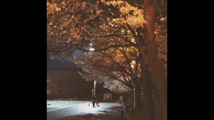 하얀꽃 흩날리는 봄날 : 네이버 블로그