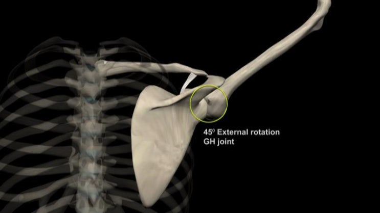 Scapular humeral rhythm 견갑상완리듬 쉽게 이해하기 : 네이버 블로그