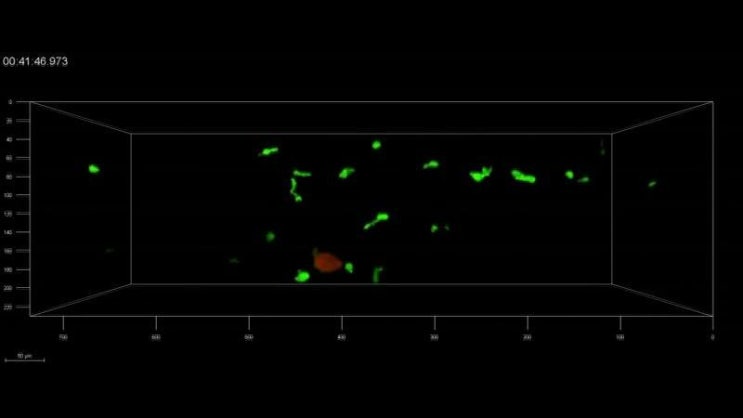 Light Sheet과 Confocal의 결합! Leica TCS SP8 DLS 3탄 : 네이버 블로그