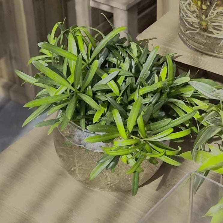 미니소나무 실내 어디서나 나한송 키우기 : 네이버 블로그