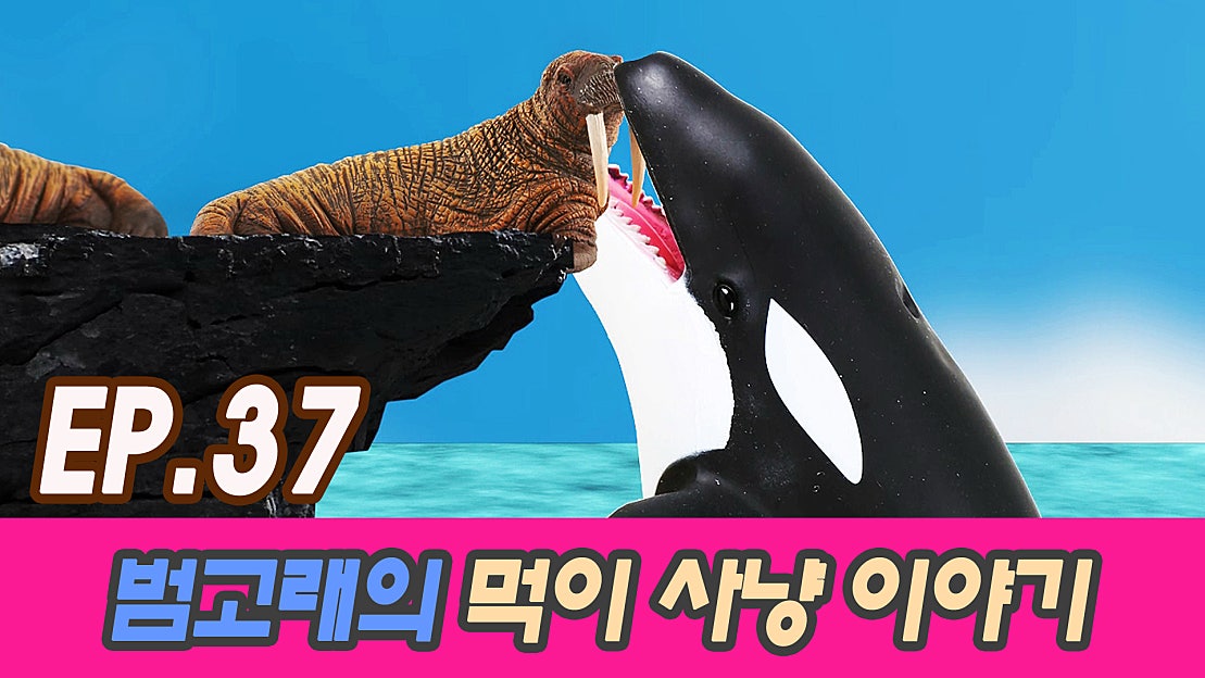 바다의 사냥꾼 범고래 이야기 범고래의 사냥기술 물고기부터 물범 바다코끼리 상어까지 꼬꼬스토이 네이버 Tv