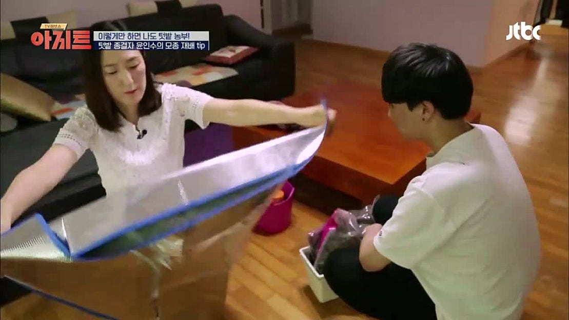 아파트베란다 상추모종심기, 강황텃밭샐러드 JTBC "아지트" 도시농부 일상 - 네이버 TV