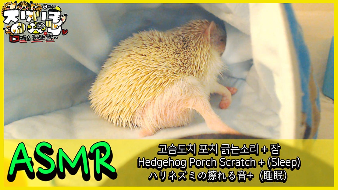 ASMR 고슴도치 포치 긁는소리 + 잠 Hedgehog Porch Scratch + (Sleep) #고슴도치 #Hedgehog ...