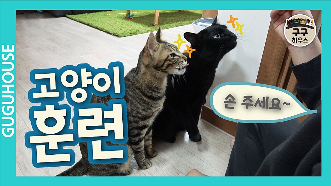 고양이 훈련 시키기 손 올리고 간식먹고 서로 상부상조 구구하우스 네이버 Tv